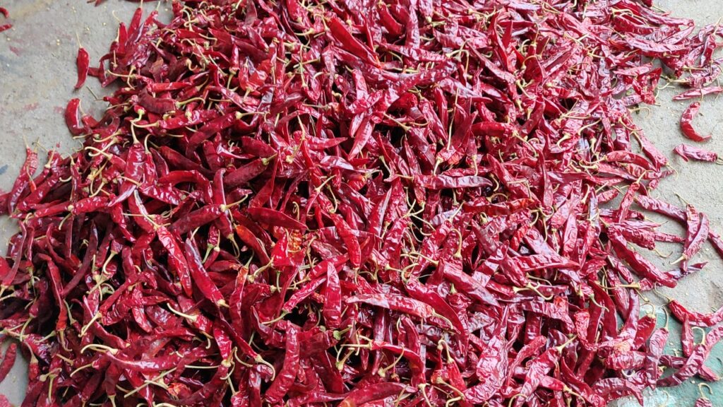 S-17 TEJA CHILLI – Tuba Exim